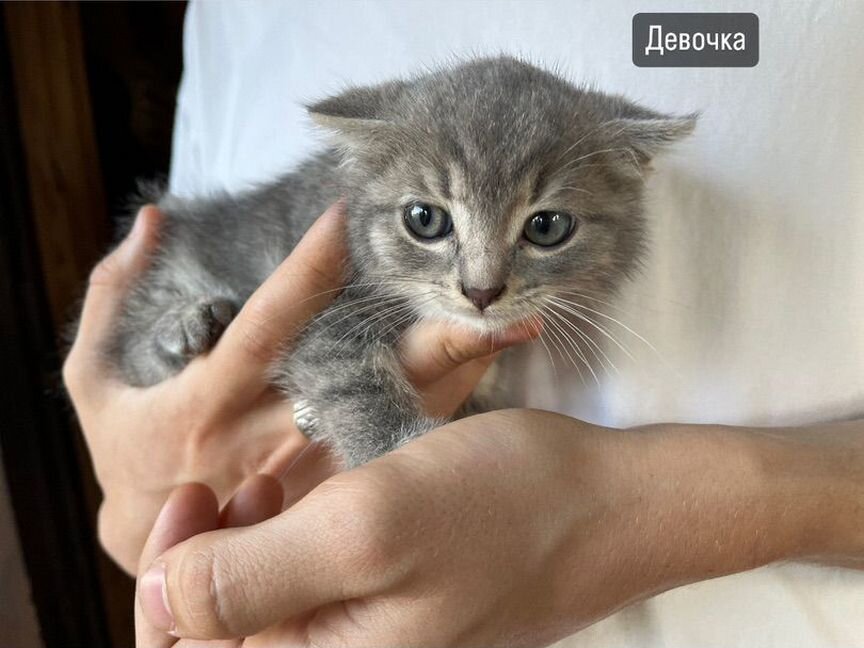 Котята в добрые руки