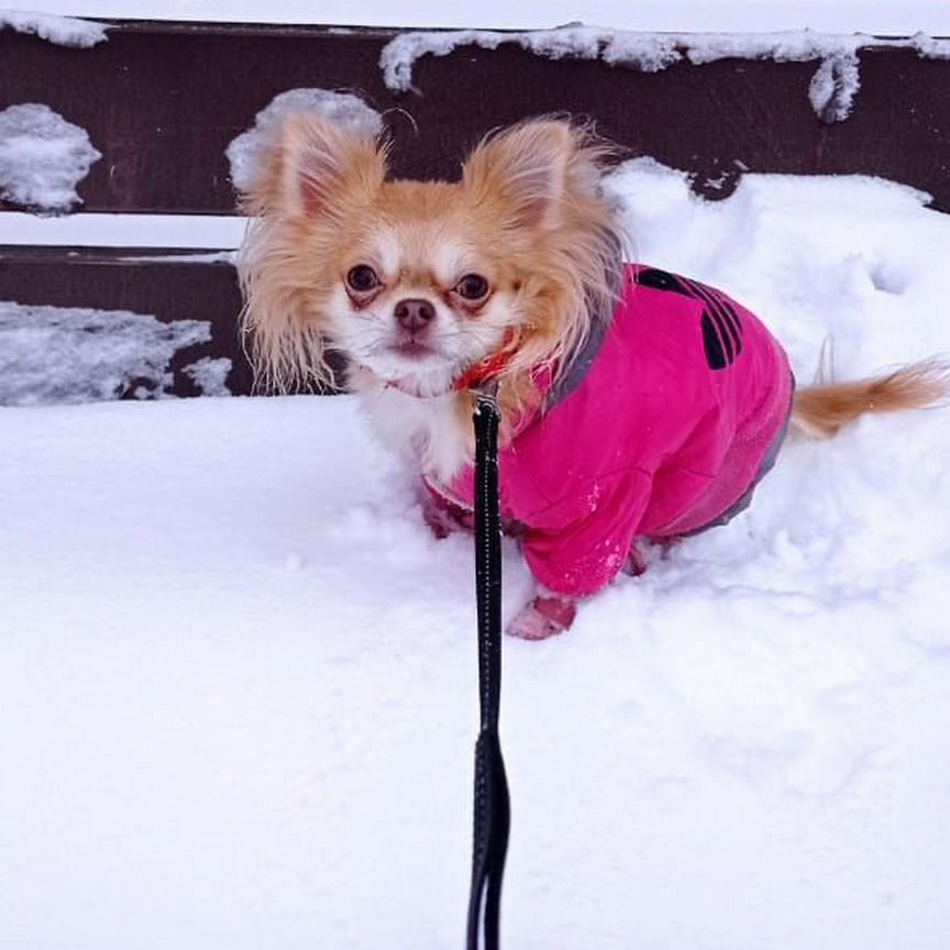 Вязка чихуахуа девочка