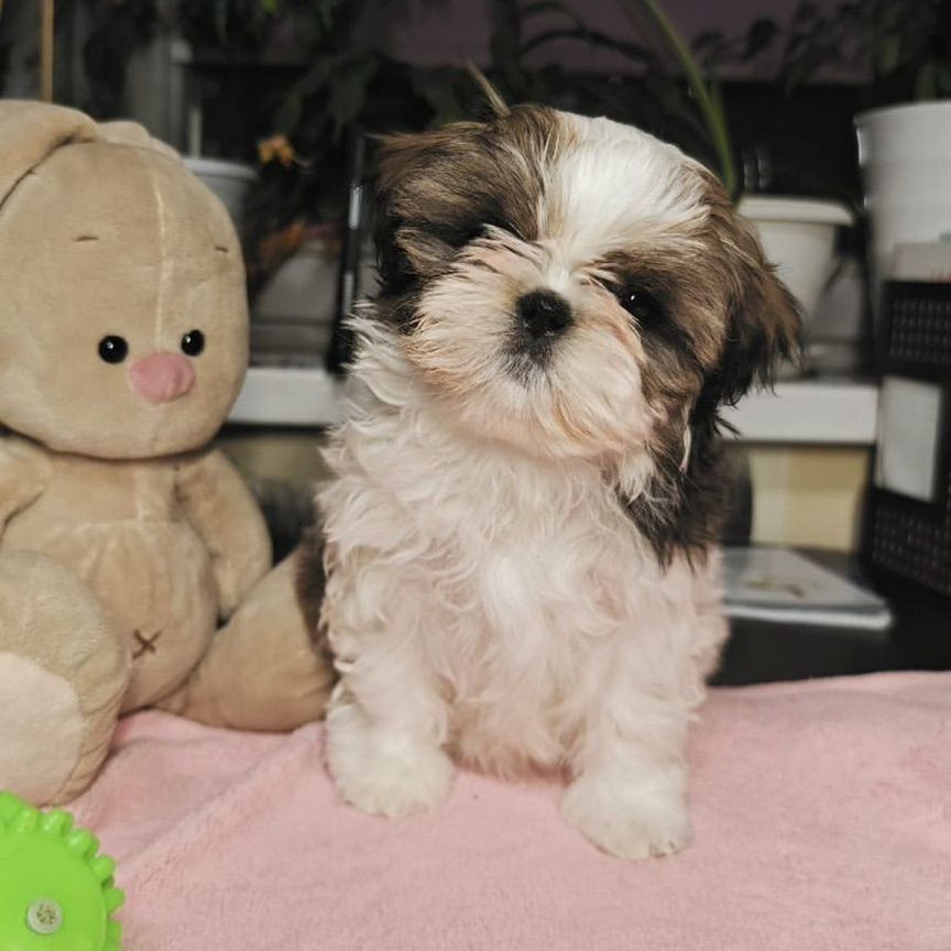 Ши-тцу, щенок