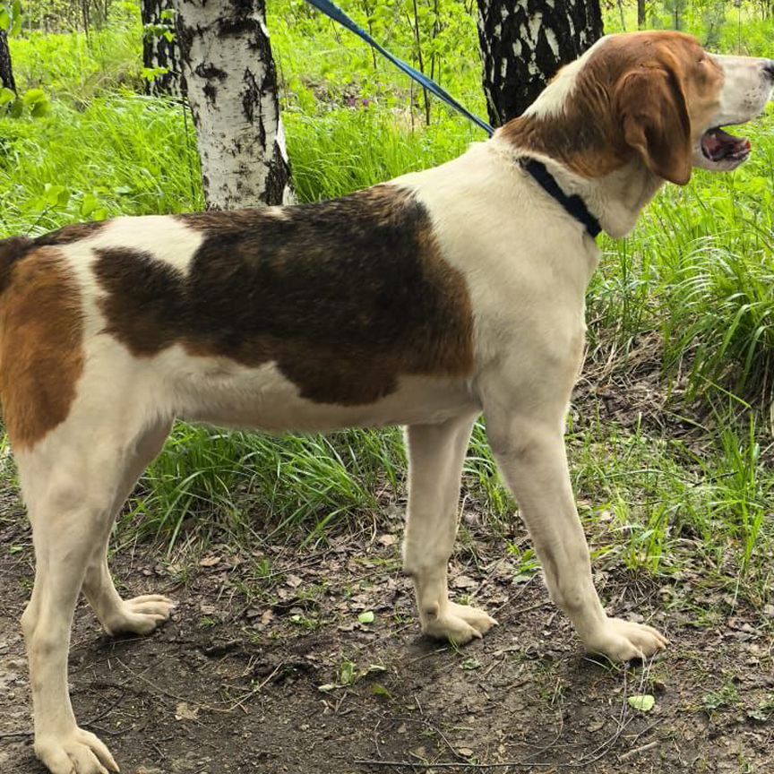 Русская пегая гончая, взрослая собака