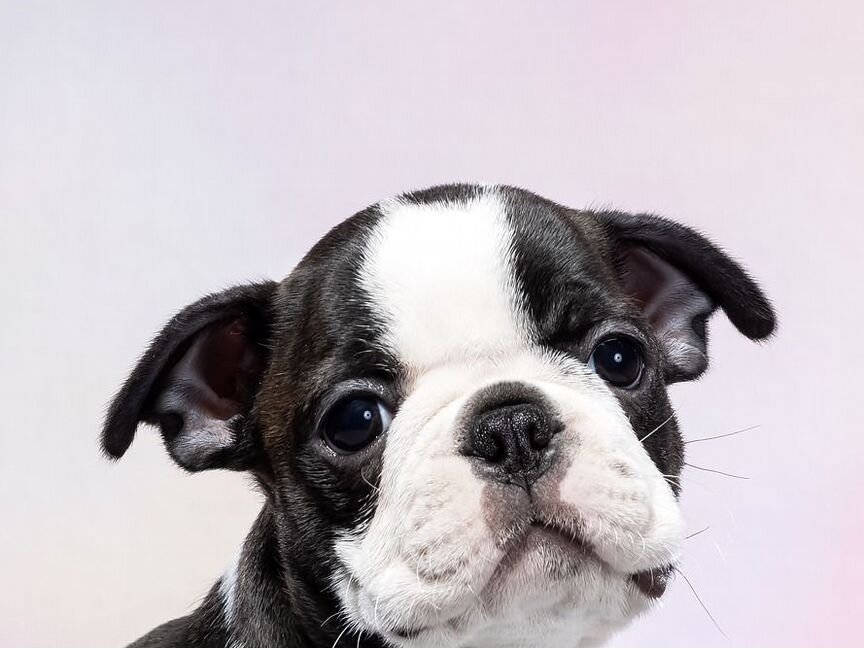 Щенки boston терьера