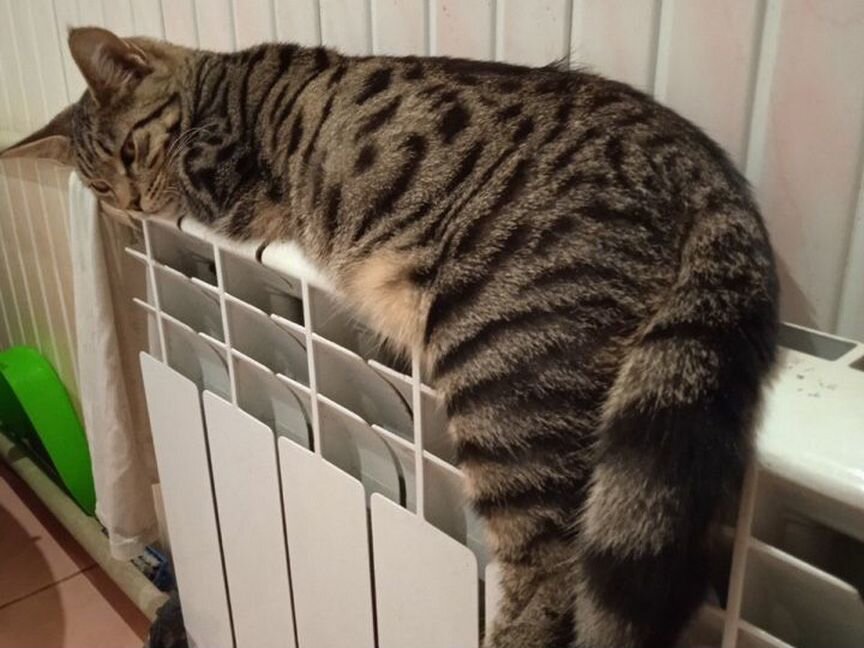 Красотка ищет дом