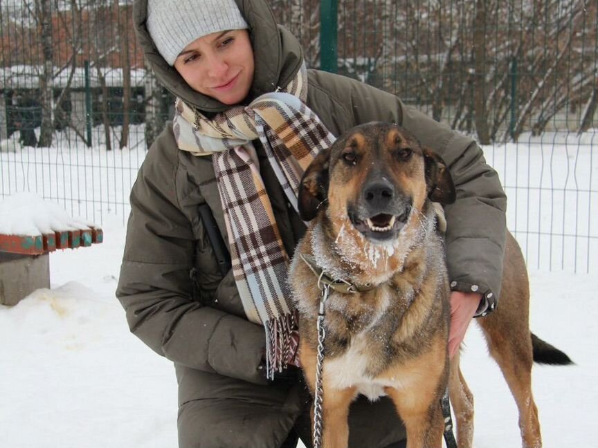 Молодой пес Август ждет любящую семью