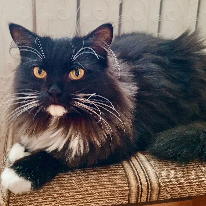 Отдам в добрые руки котика и кошечку