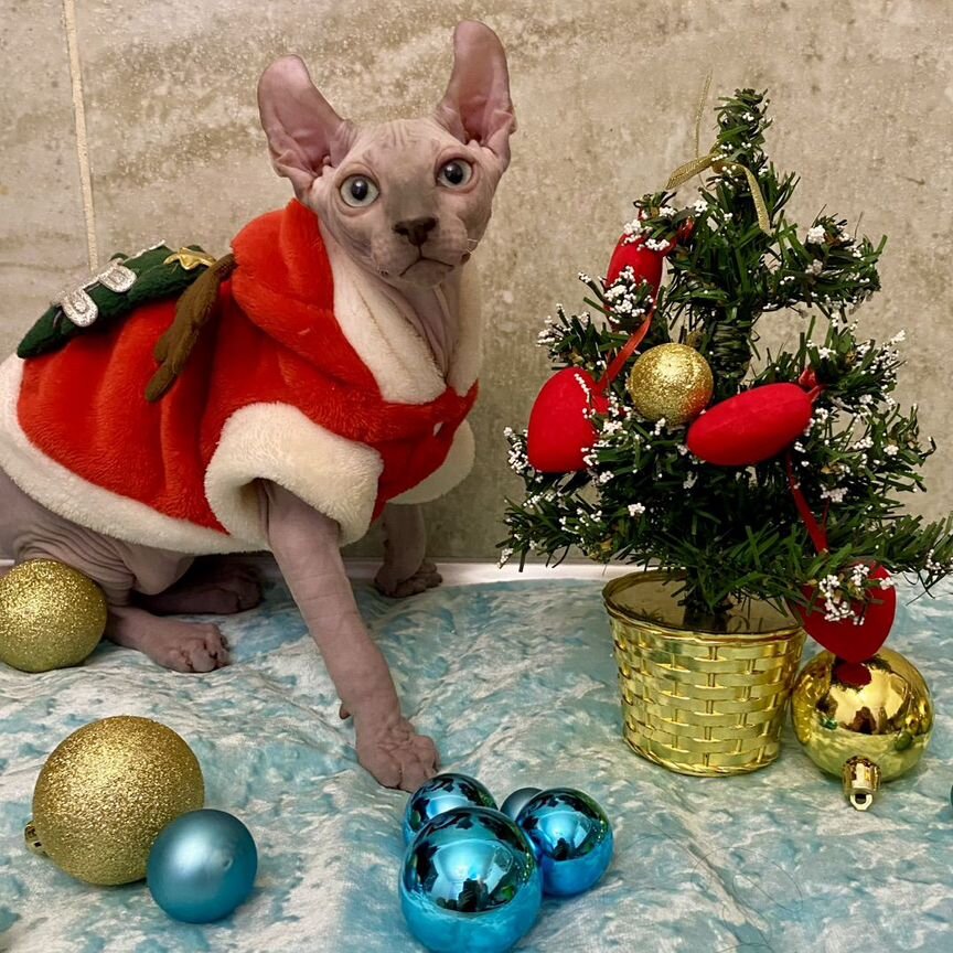 Эльф котёнок