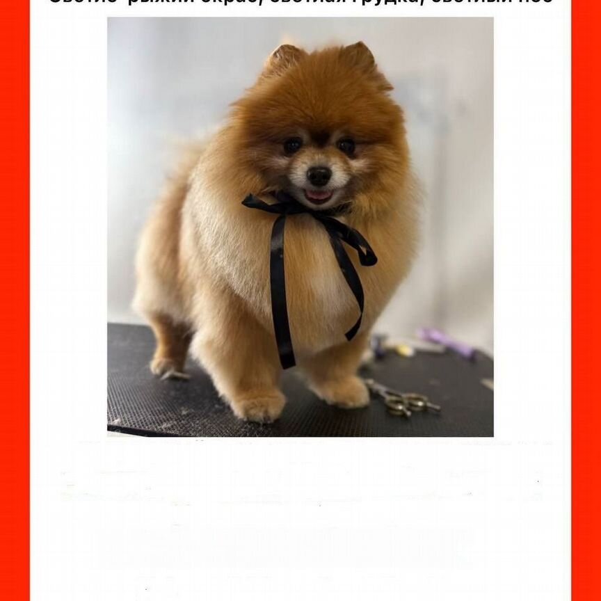 Померанский шпиц поиск