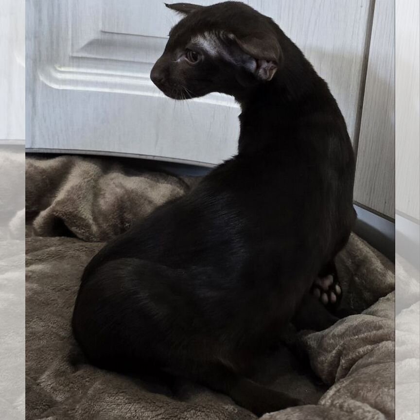 Ориентальный котёнок