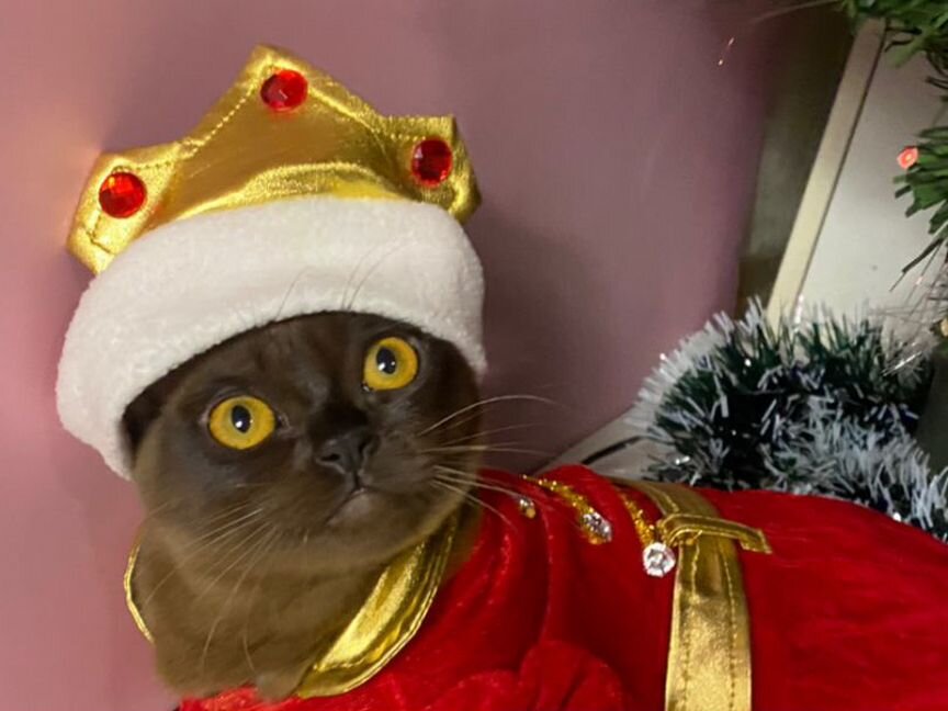 Американская бурма девочка