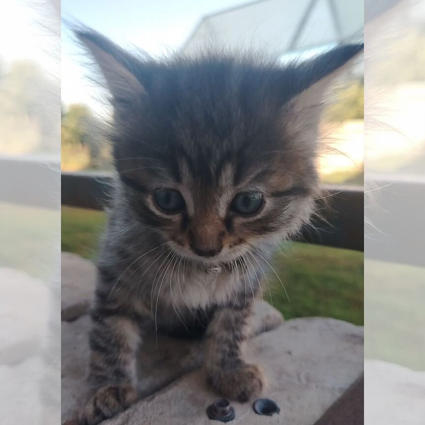 Котёнок в добрые руки