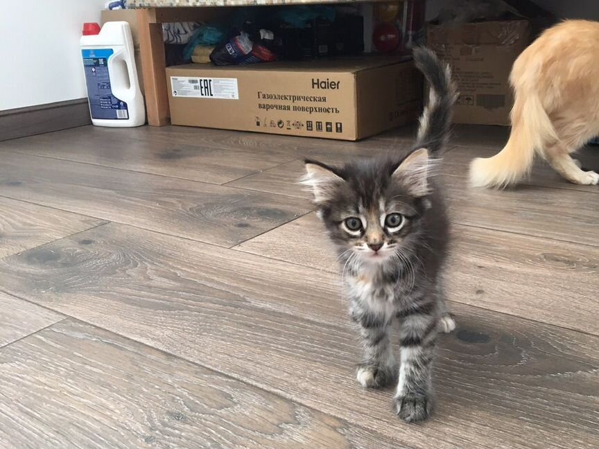 Отдам в добрые руки