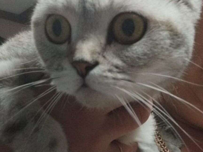 Кошечка на пристрой