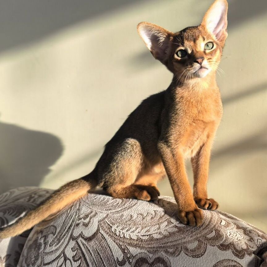Абиссинский котёнок