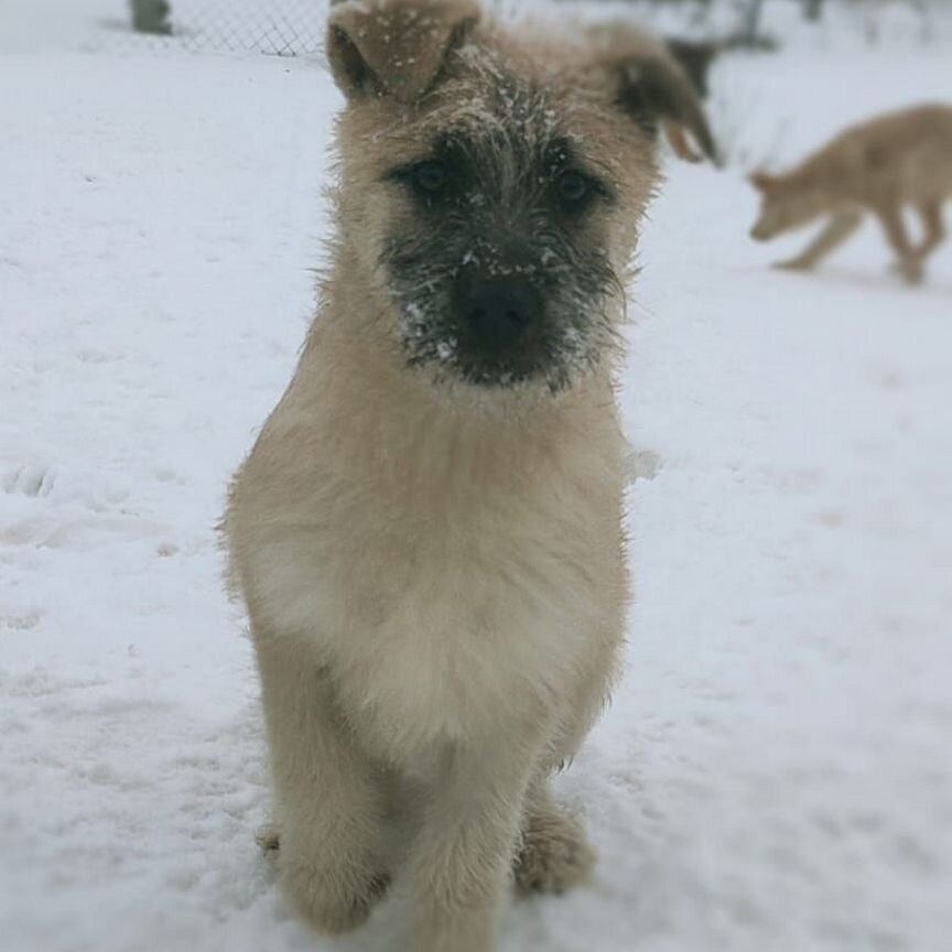Щенулечка