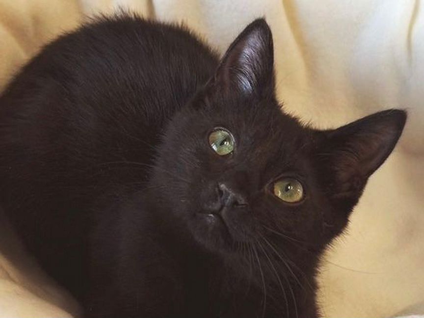 Милая котенок девочка ищет дом