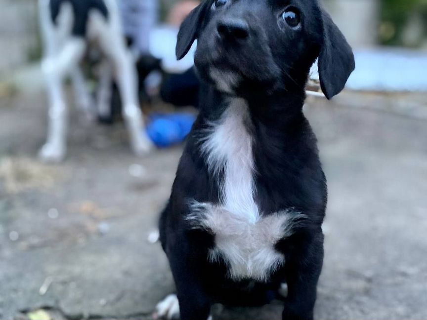 Щенок дворянин в добрые руки