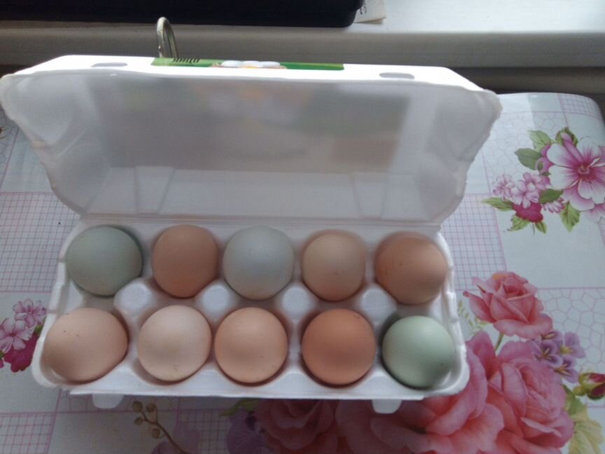 Инкубационное яйцо