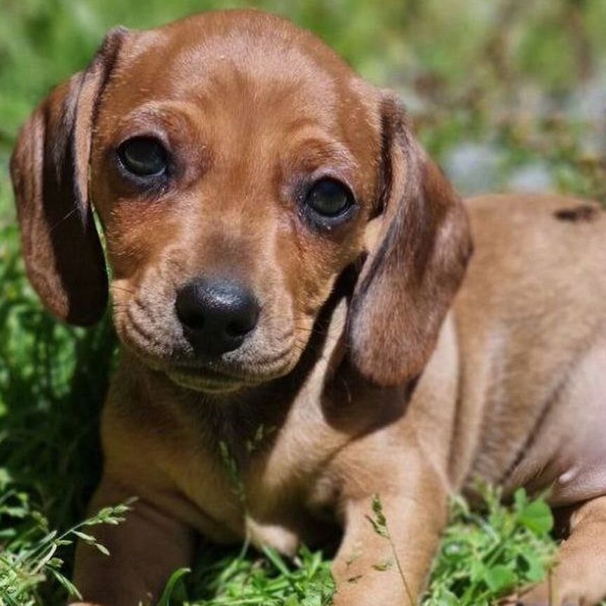 Карликовая такса, щенок