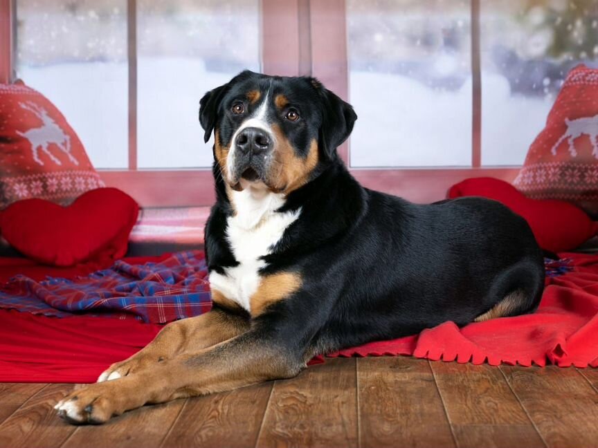 Большой швейцарский зенненхунд