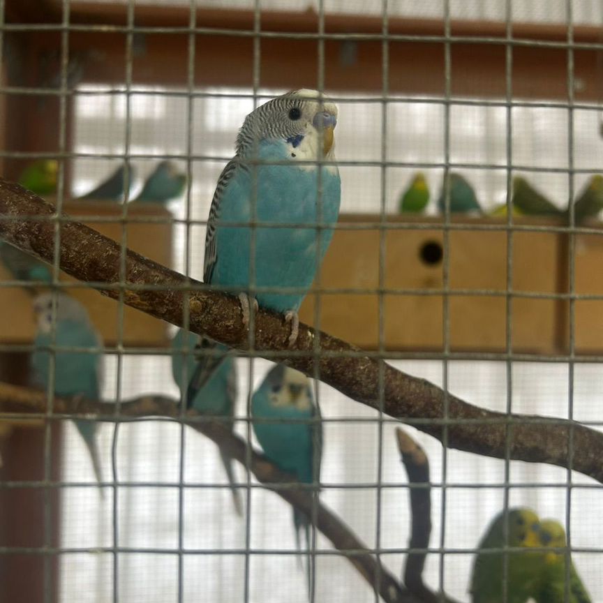 Волнистый попугай