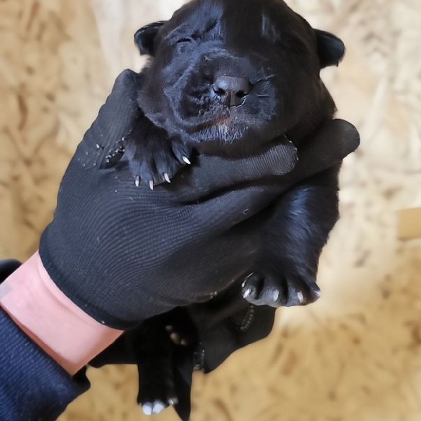 Немецкая овчарка, щенок