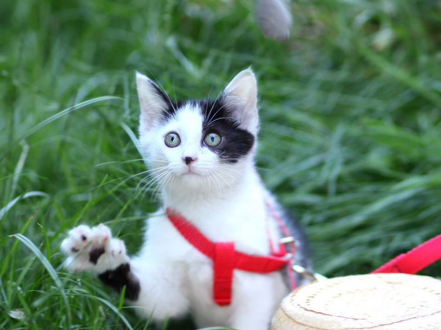 Котенок мальчик в добрые руки