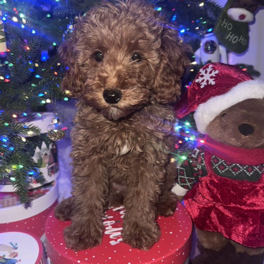 Той-пудель, щенок