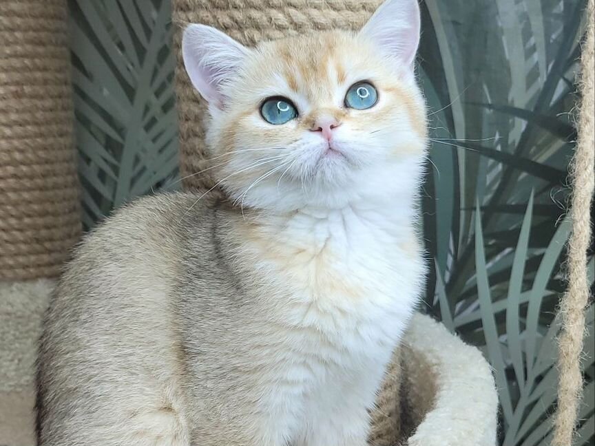 Шотландская золотая шиншилла