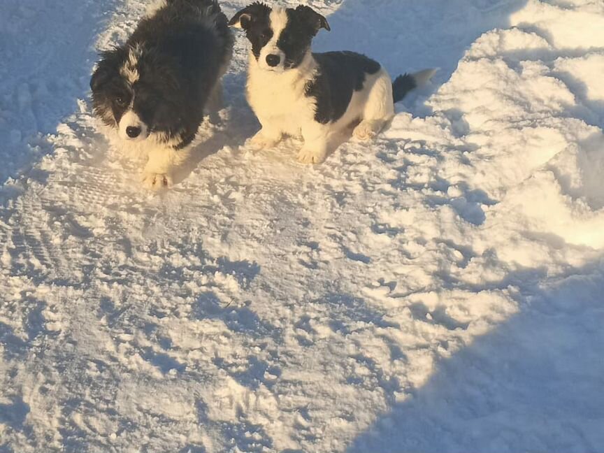 Милые коржата