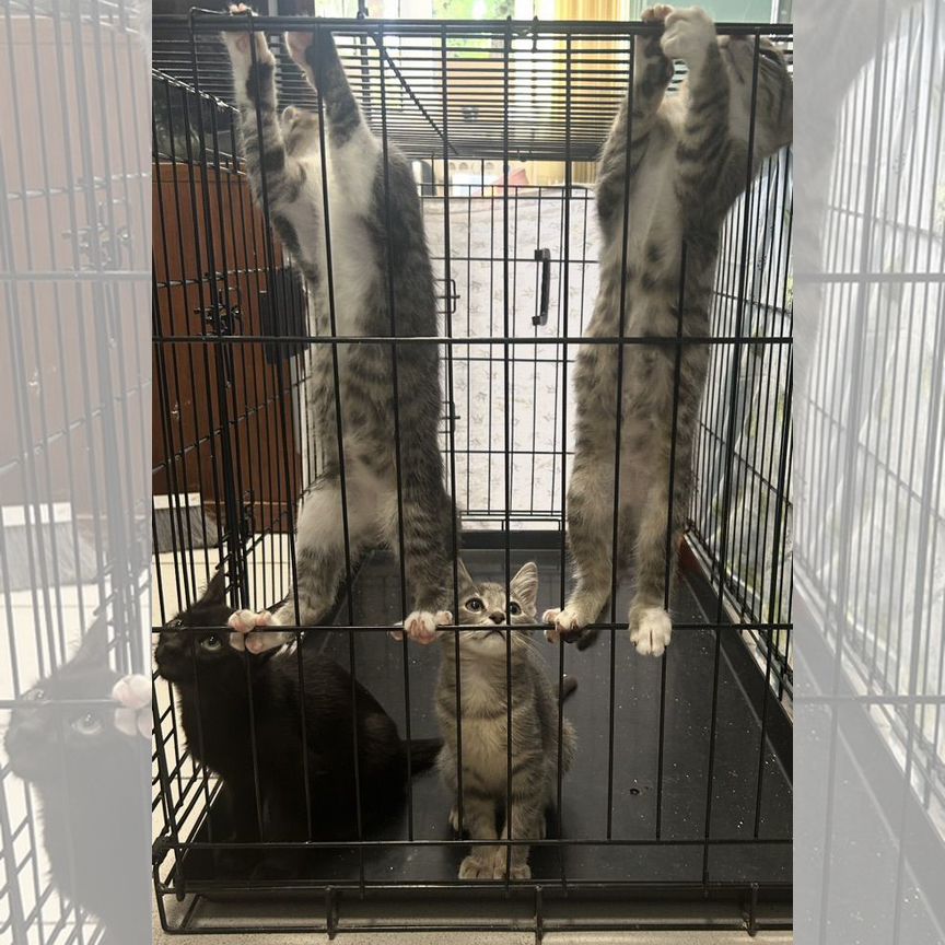 Котята в клетке