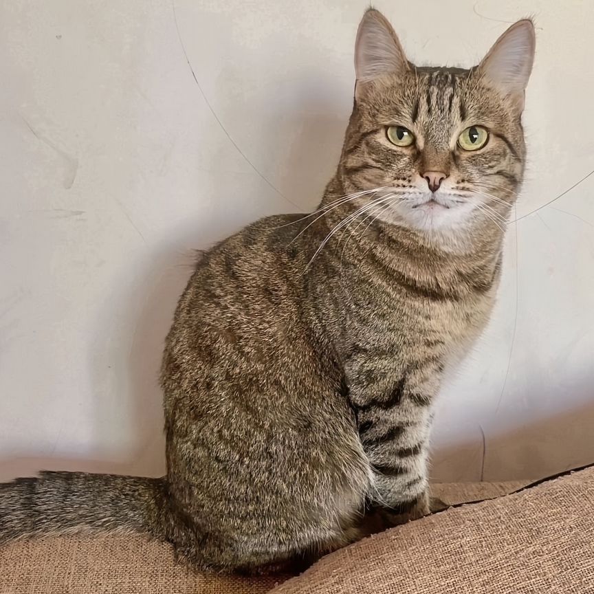 Взрослая, кошка в добрые руки