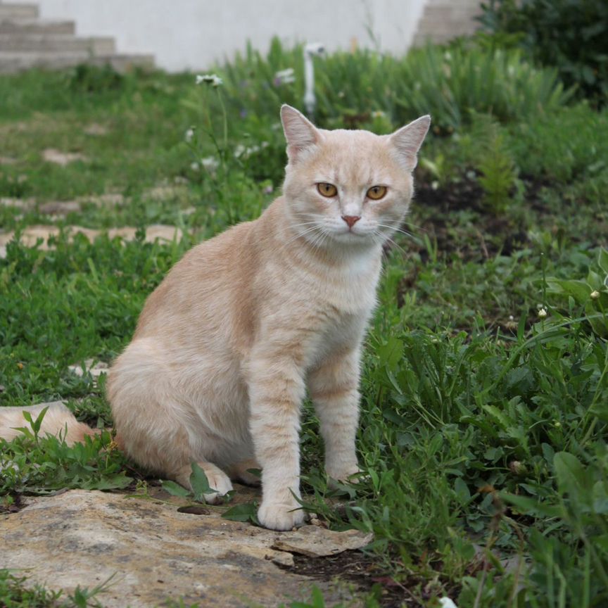 Солнечный котик в добрые руки