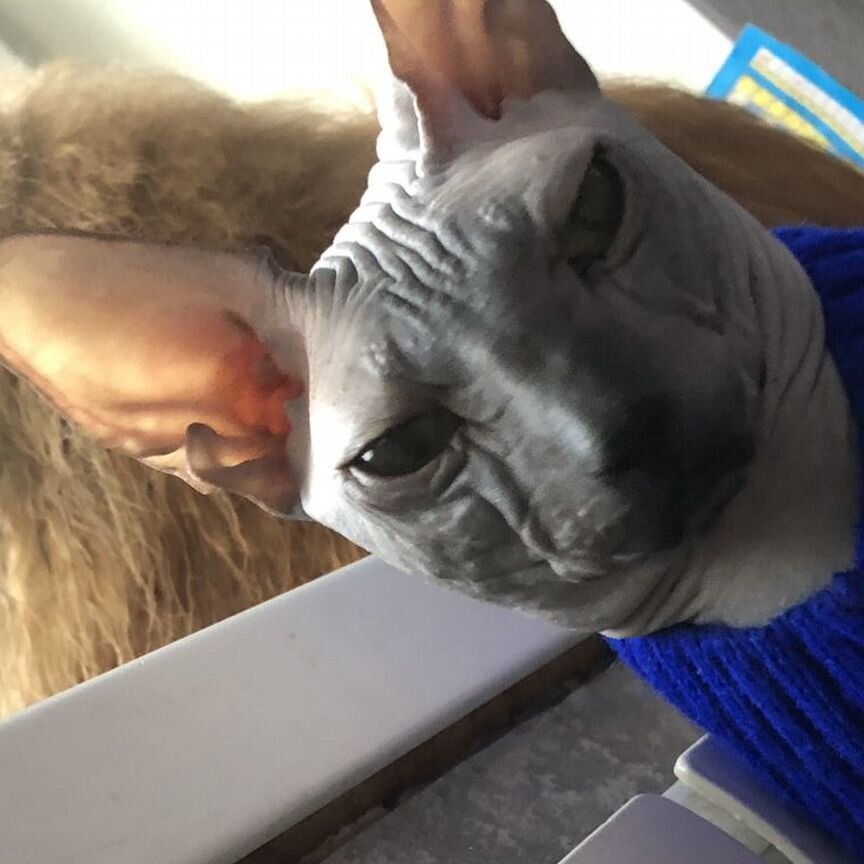 Канадский сфинкс, кот вязка