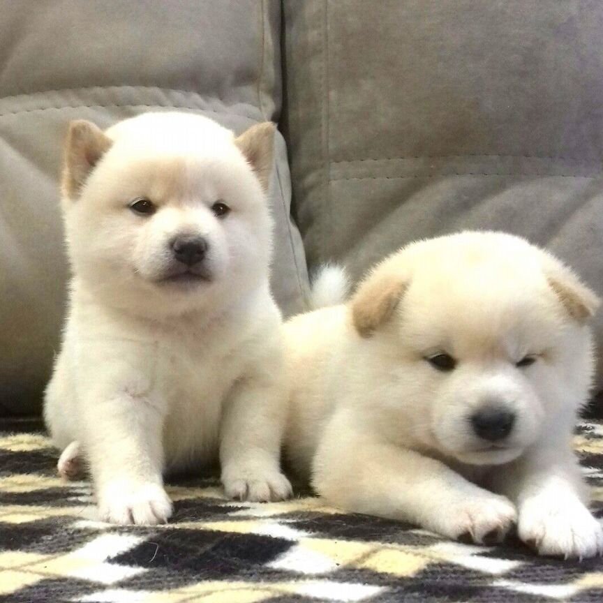 Щенулька сиба (кремовая) в Новосибирске