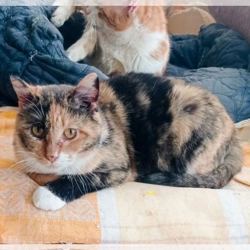 Кошка трехцветная молодая сиротка