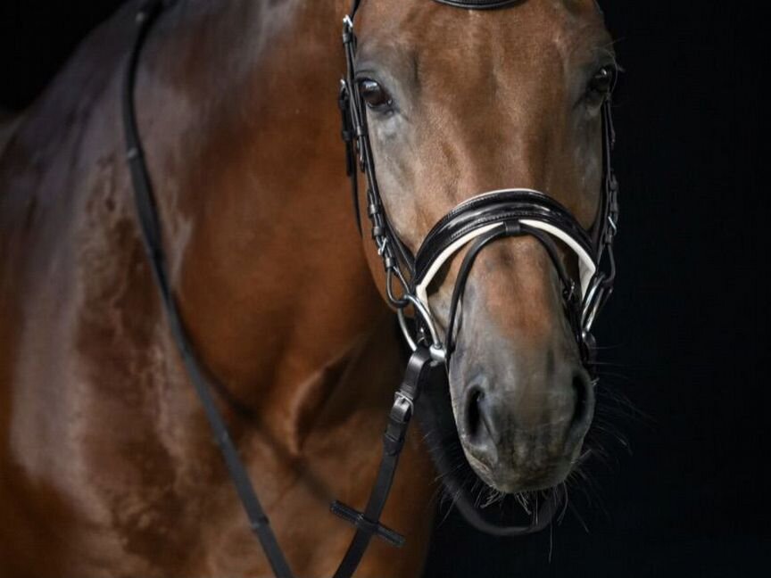 Уздечка Claridge House cob-full