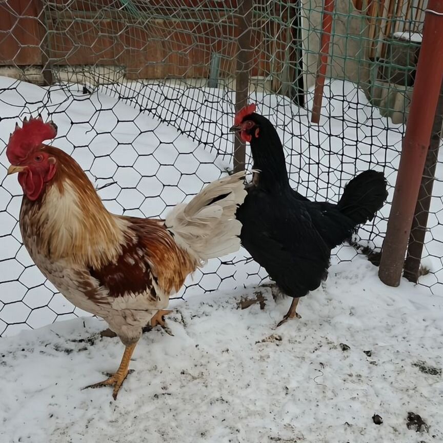 Петух домашний