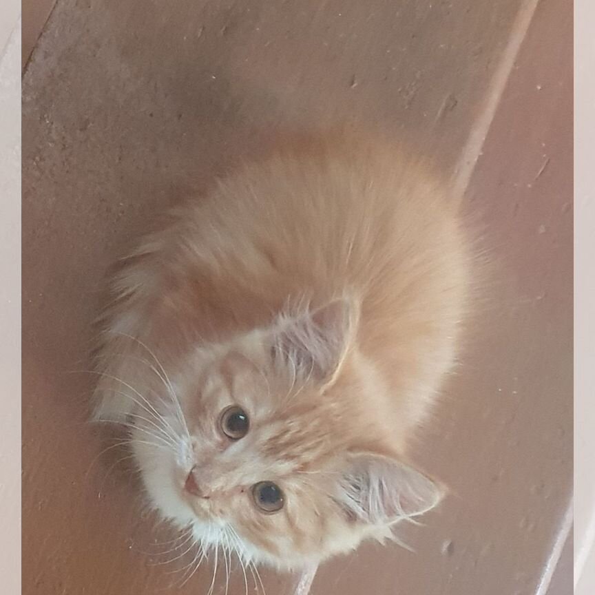Котятки полу пушистые