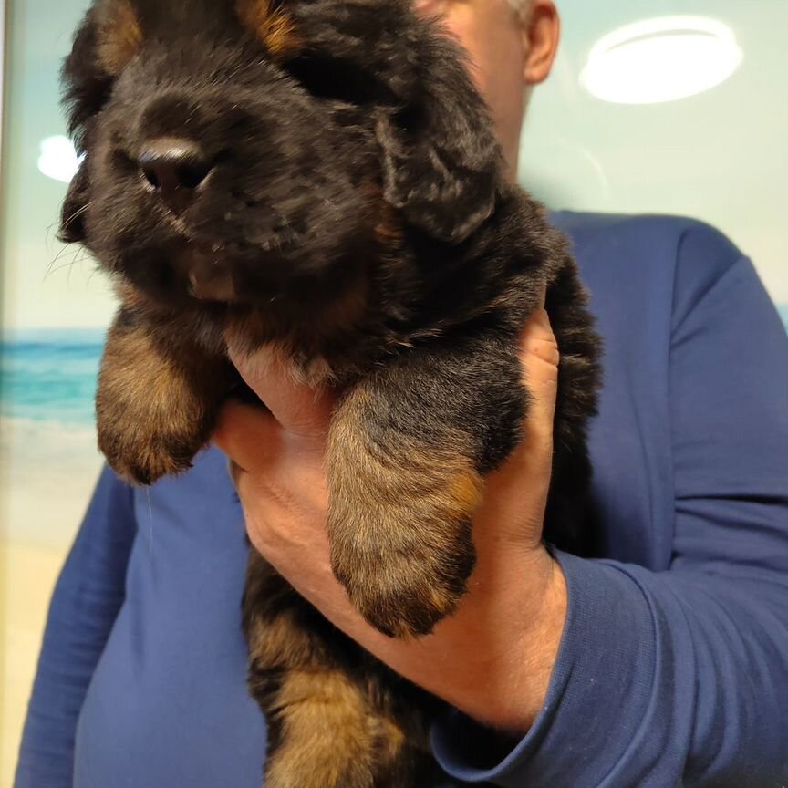 Тибетское чудо