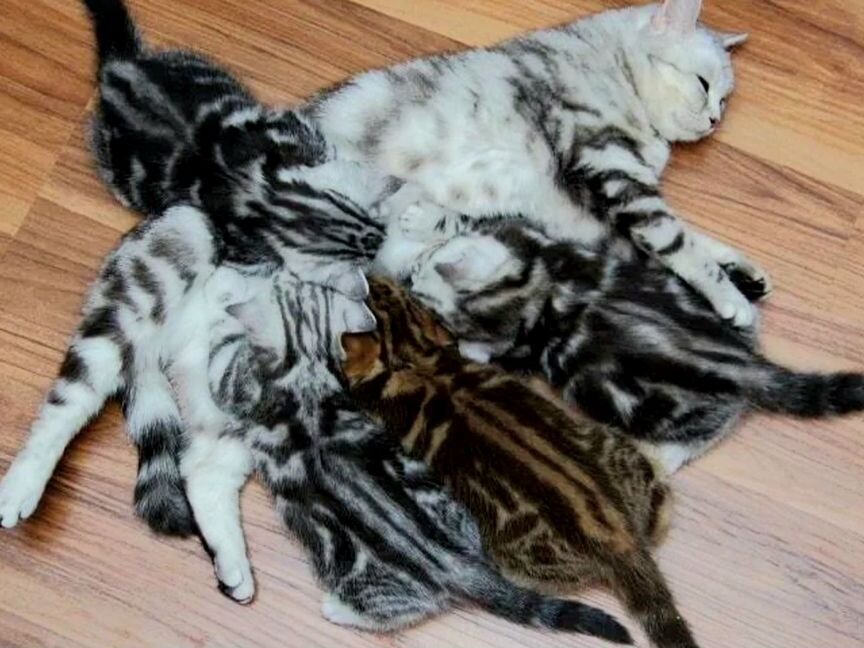 Шикарные плюшки) Мрамор на Серебре