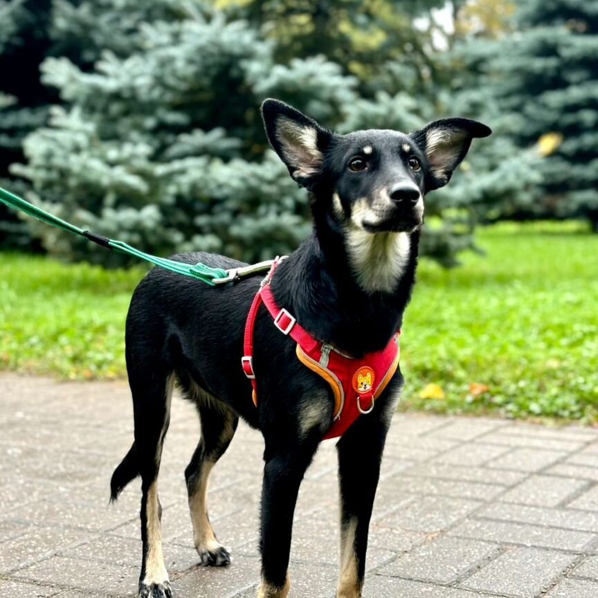 Небольшая собачка ищет дом