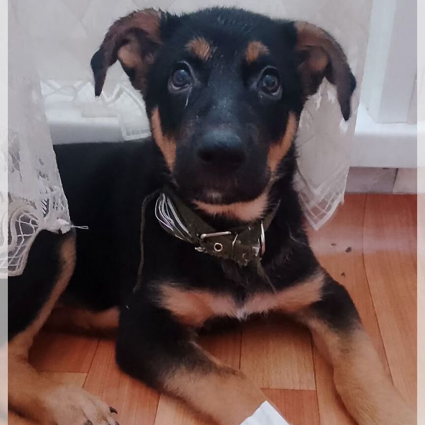 Немецкая овчарка, щенок