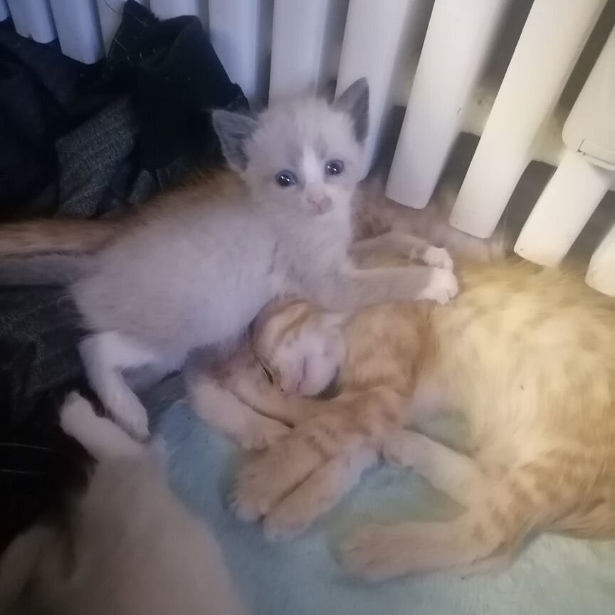 Котята в добрые руки