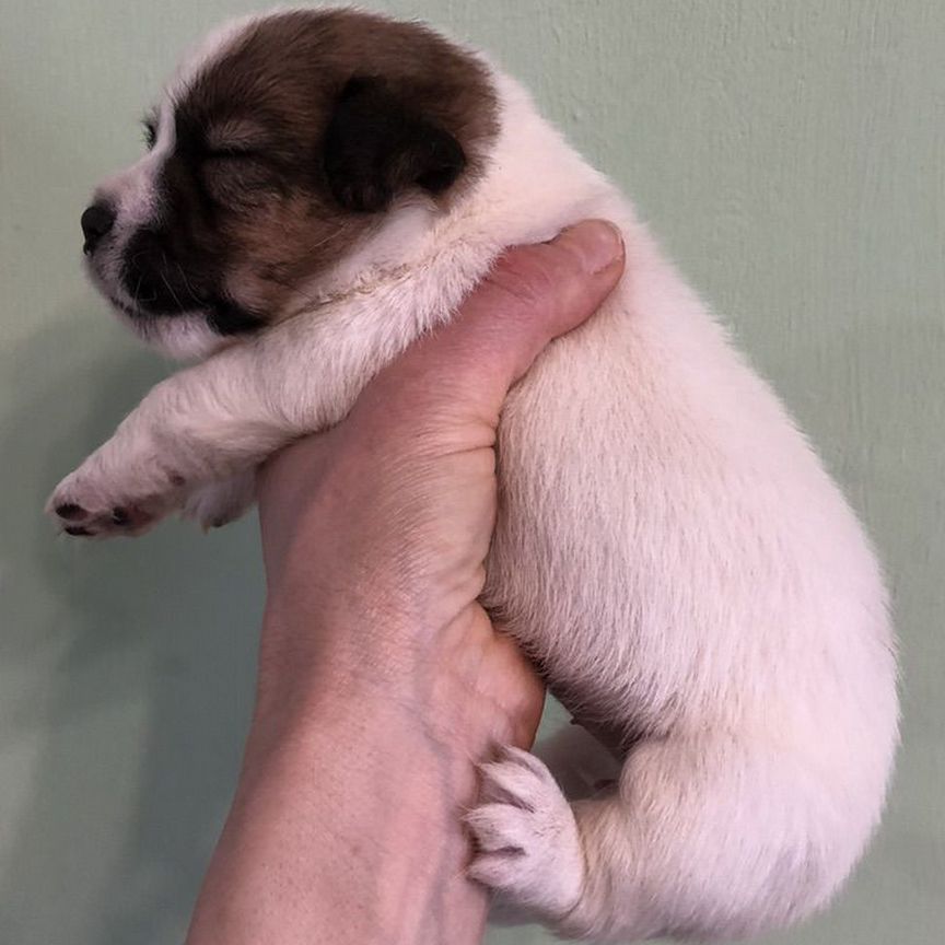 Джек-рассел-терьер, щенок