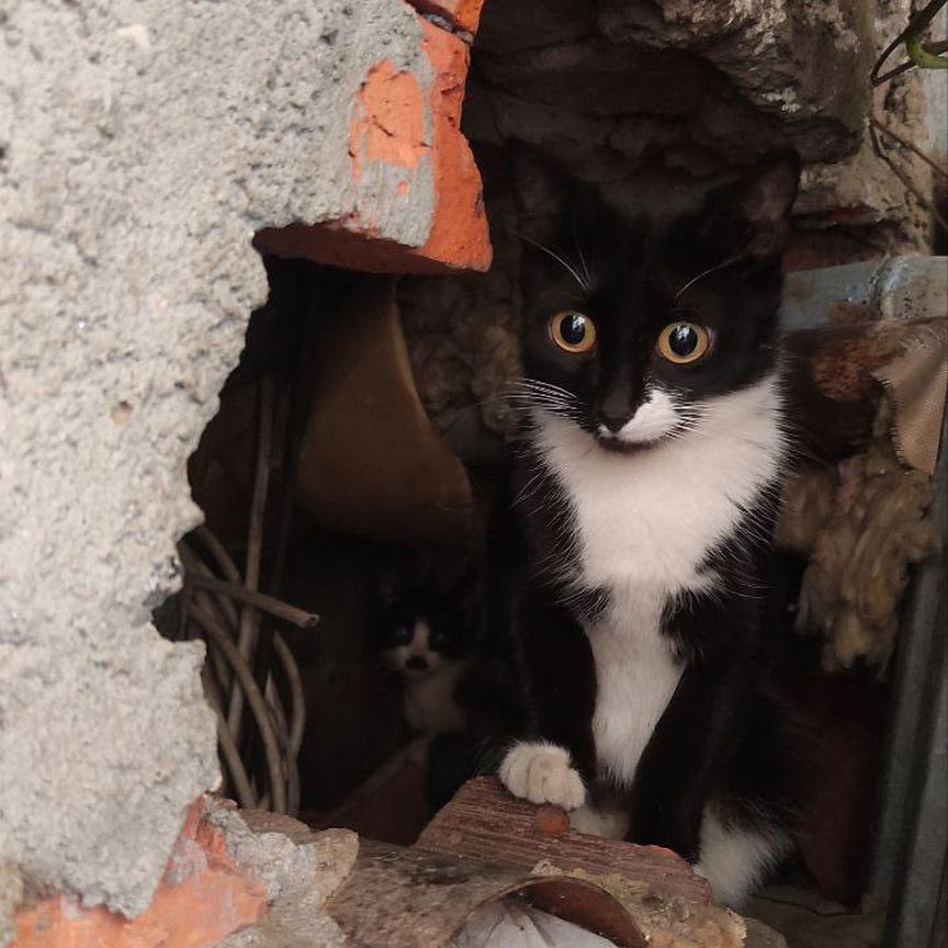 Котята в добрые руки