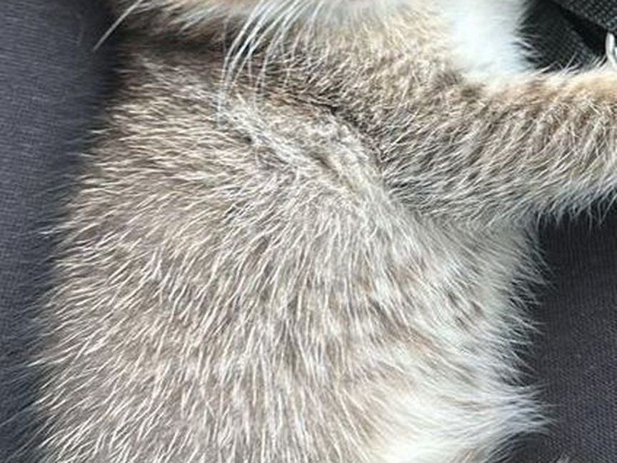 Вислоухие котята в добрые руки Санкт-Петербург