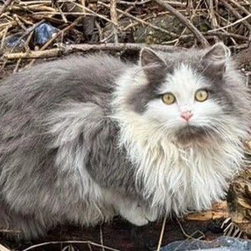 Котёнок, как пушистое облачко,ищет семью.Заметьте