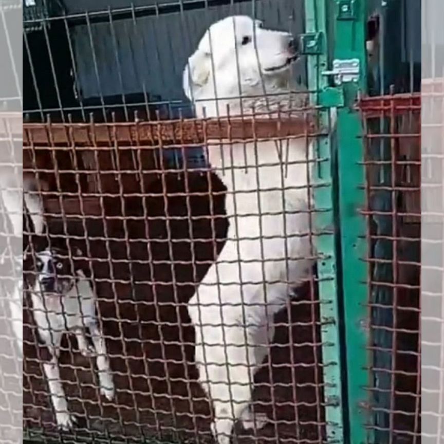 Взрослый пёс в добрые руки