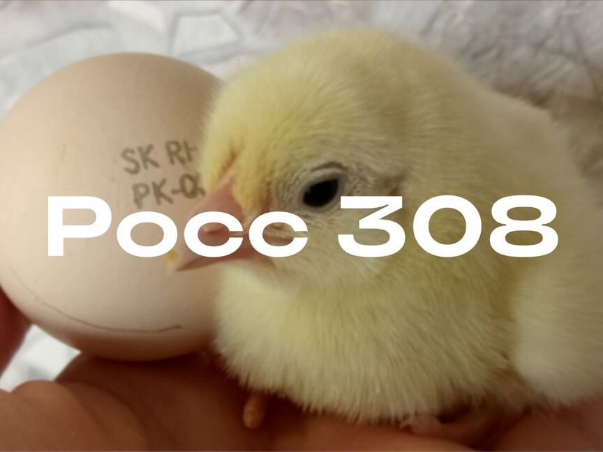 Бройлер Кобб 500, Росс 308, импорт 100