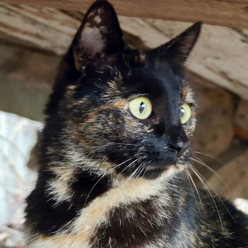 Взрослая, кошка в добрые руки