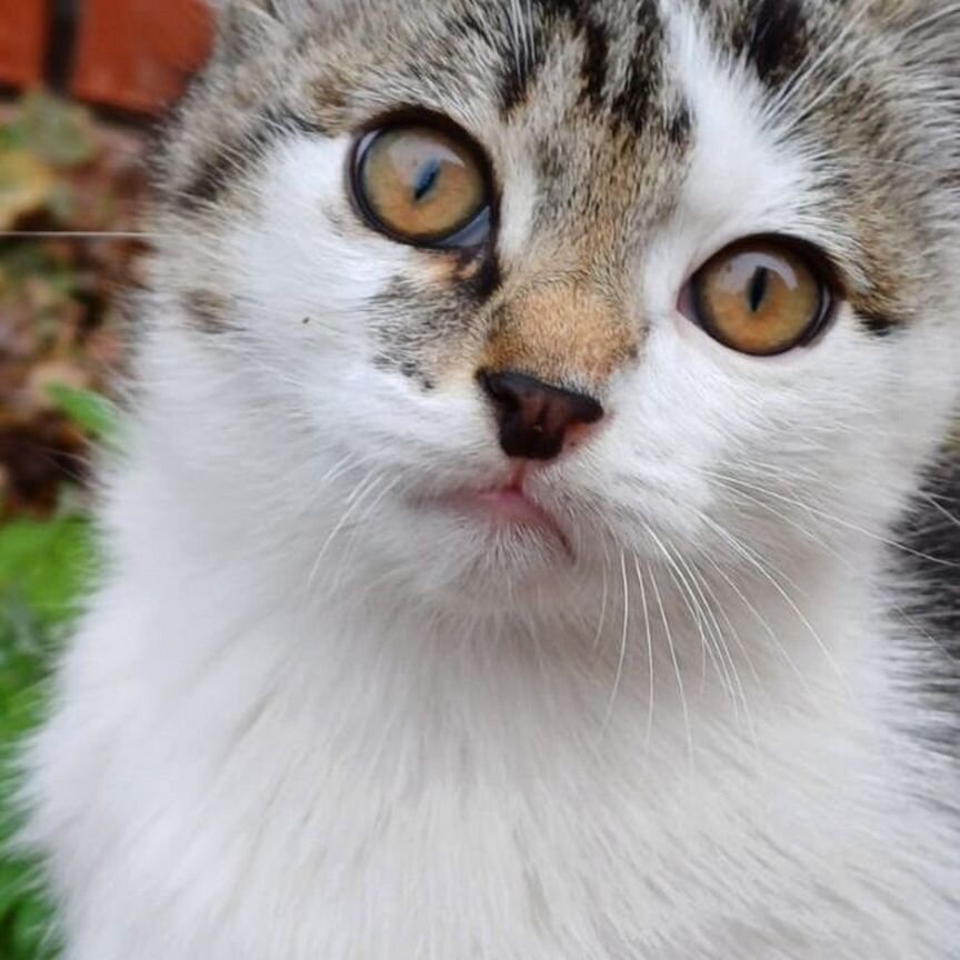 Прелестная шёлковая девочка, 2,5 мес. ждёт хозяина